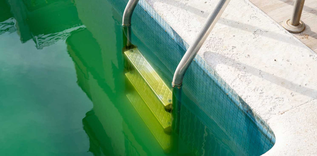 Can You Swim In A Pool With Algae? – Halocline Swimwear